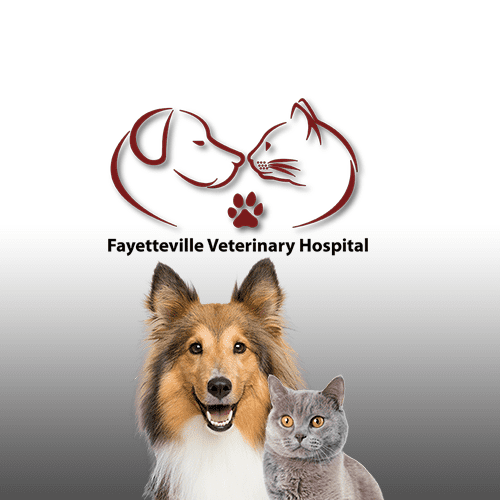 Vet Clinic in Fayetteville & Manlius, NY | Animal Clinic