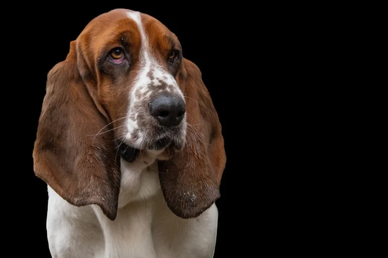 Vet Clinic in Fayetteville & Manlius, NY | Animal Clinic