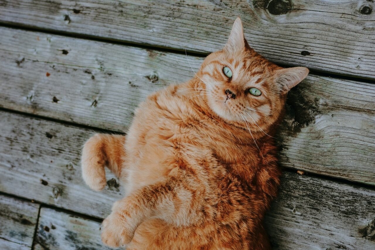 Vet Clinic in Fayetteville & Manlius, NY | Animal Clinic